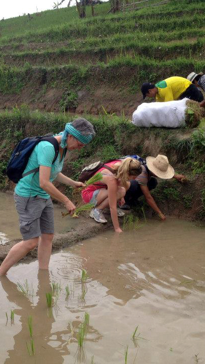 Rice paddies are alive with villagers transplanting the rice seedlings ...